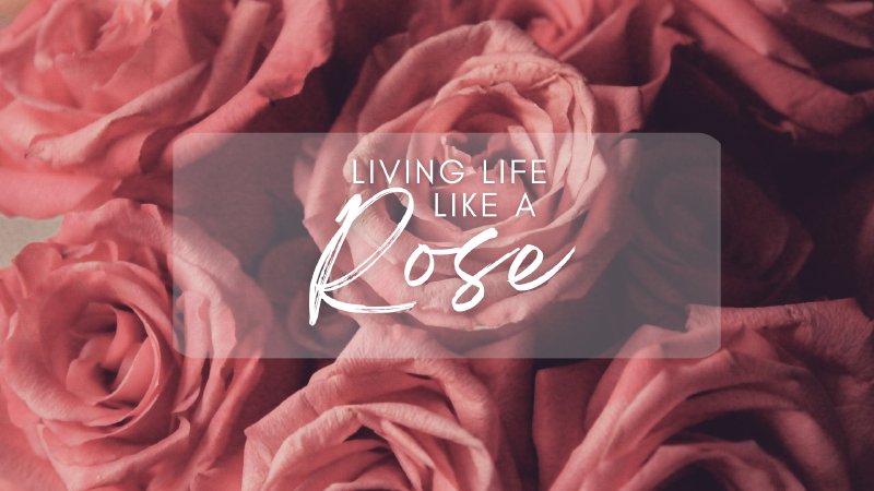 "Living Life Like a Rose" | Hickory United Evangelical Presbyterian Church