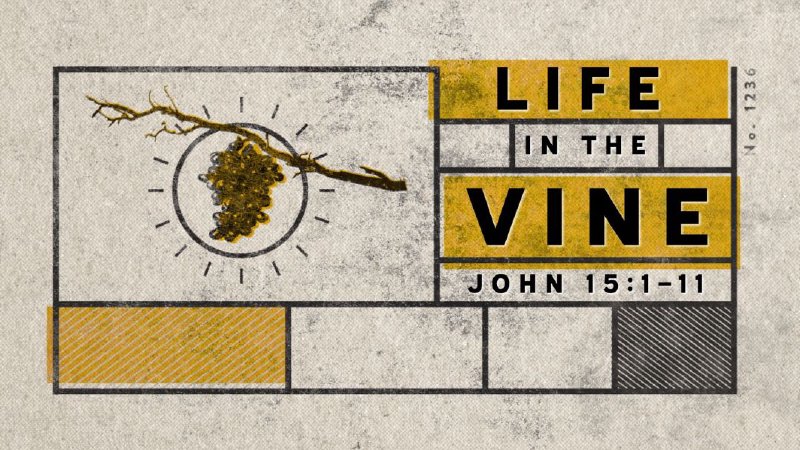 Life in the Vine | Connect Church