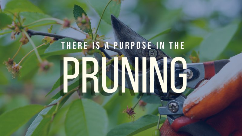 There is a Purpose in the Pruning | Maranatha Christian Center