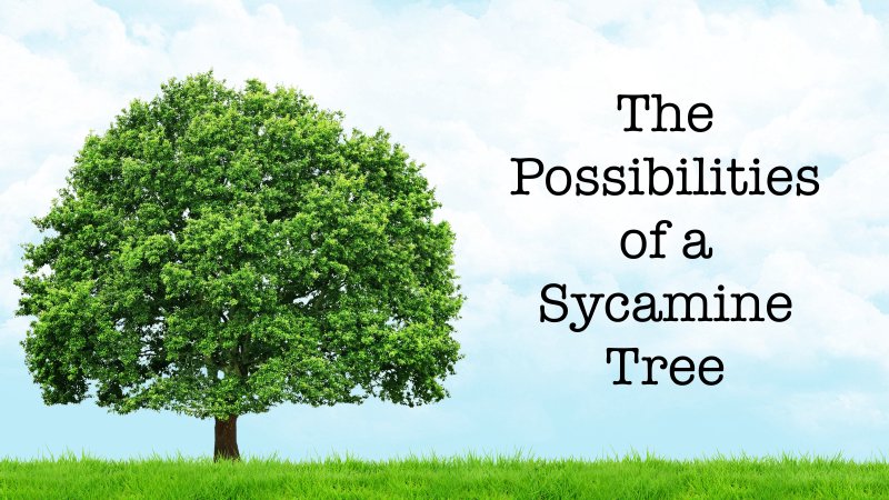The Possibilities of the Sycamine Tree - Reverend Jeremy Stafford ...