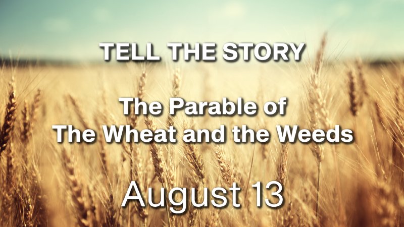 The Wheat and the Weeds | Green Ridge Assembly of God of God, Scranton