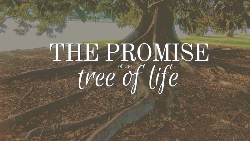 Replay-The Promise of the Tree of Life | Anchor Bible Church