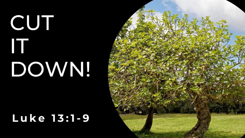 Cut it down! | Bethel Lutheran Church