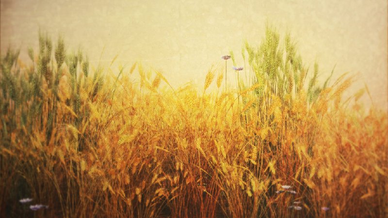 The Parable of the Wheat and the Weeds | Freshwater Community Church