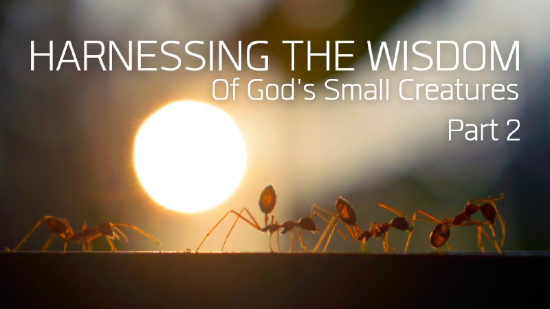 Harnessing the Wisdom of God’s Small Creatures: Part 2 | First ...