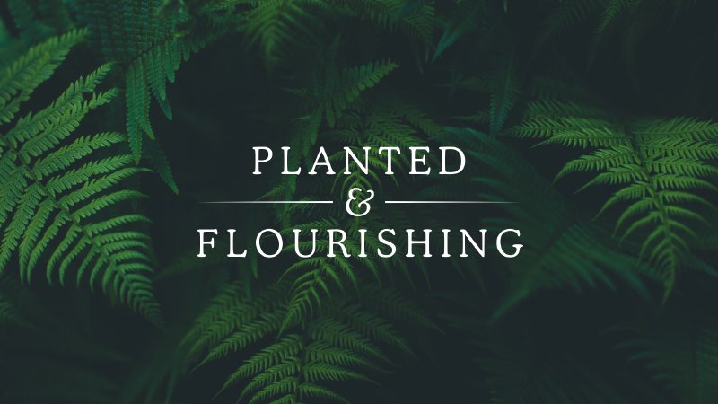 Planted & Flourishing - Part 4 | City Life Church