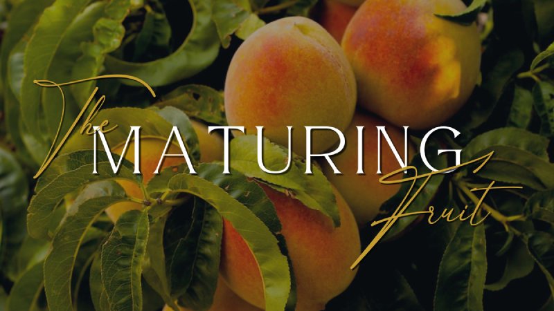 “The Maturing Fruit” Rev. Jesse Galindo | First Pentecostal Church of ...