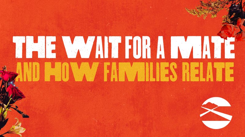 The Wait for a Mate and How Families Relate | The Crossing