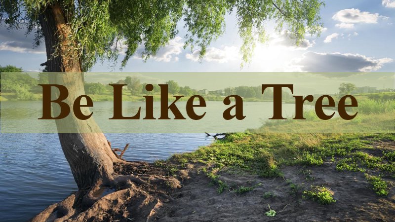 Be Like A Tree | The Lake Church