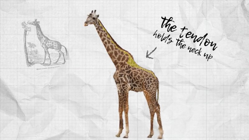 Fast Facts | Giraffe #3 | Reasons for Hope