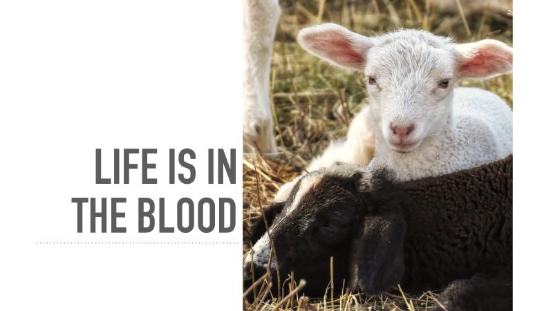 Life is in the Blood | Space Coast Church of Christ