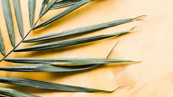 Jesus Curses an Unfruitful Fig Tree | Pryor, First Baptist Church