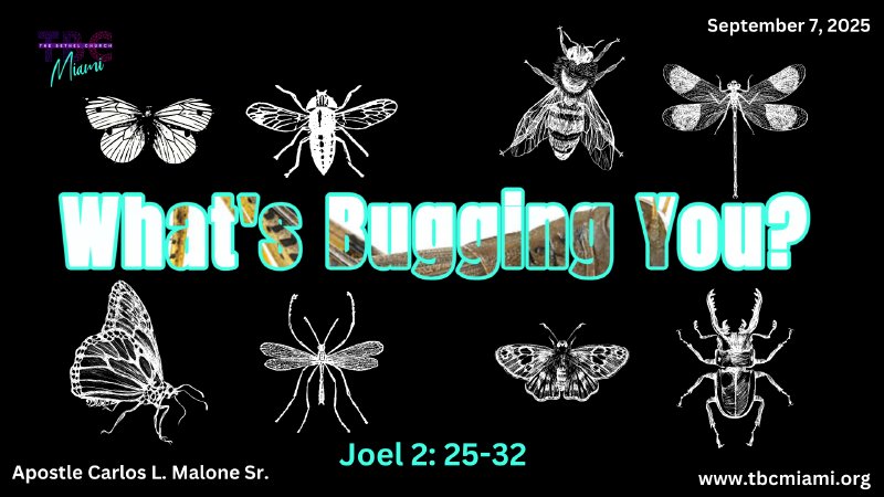 What's Bugging You? | The Bethel Church Miami