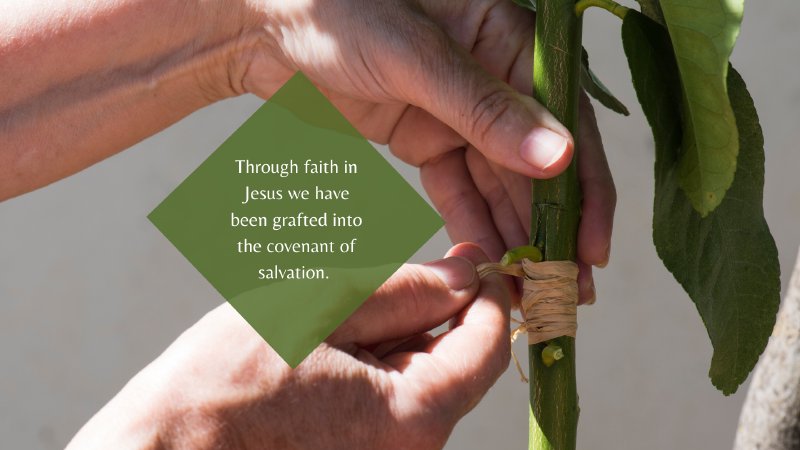 Grafted Into the Covenant | Black Oak Heights Baptist Church