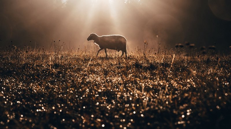 Part 2 - Why do Sheep Stray? | Trinidad Christian Center