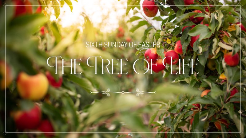 The Tree of Life | Christ Community UMC