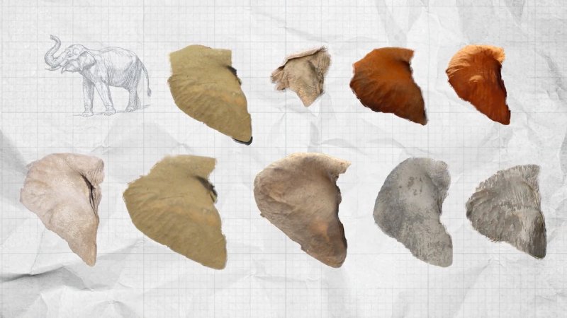 Elephant | Episode #5 | Reasons for Hope