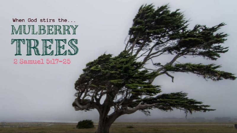 The Mulberry Trees | Bible Baptist Church