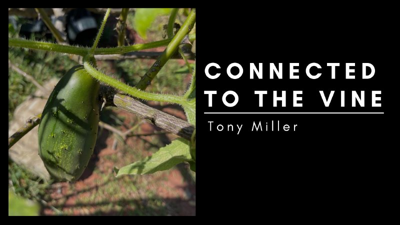 Connected to the Vine | Bethel United Pentecostal Church