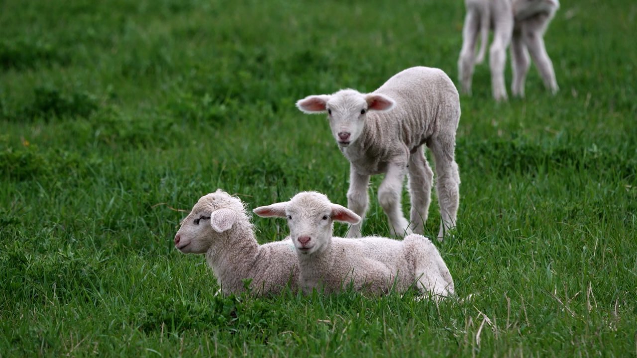 May. 4, 2025 - Worthy is the Lamb - Lakeview United Methodist Church