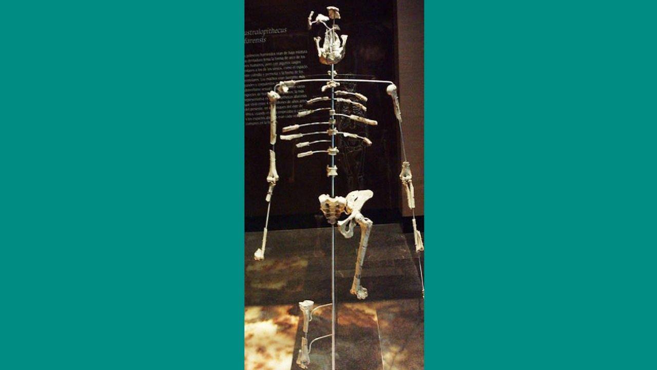 ¿Por qué son escasos los fósiles humanos? - Creation Moments